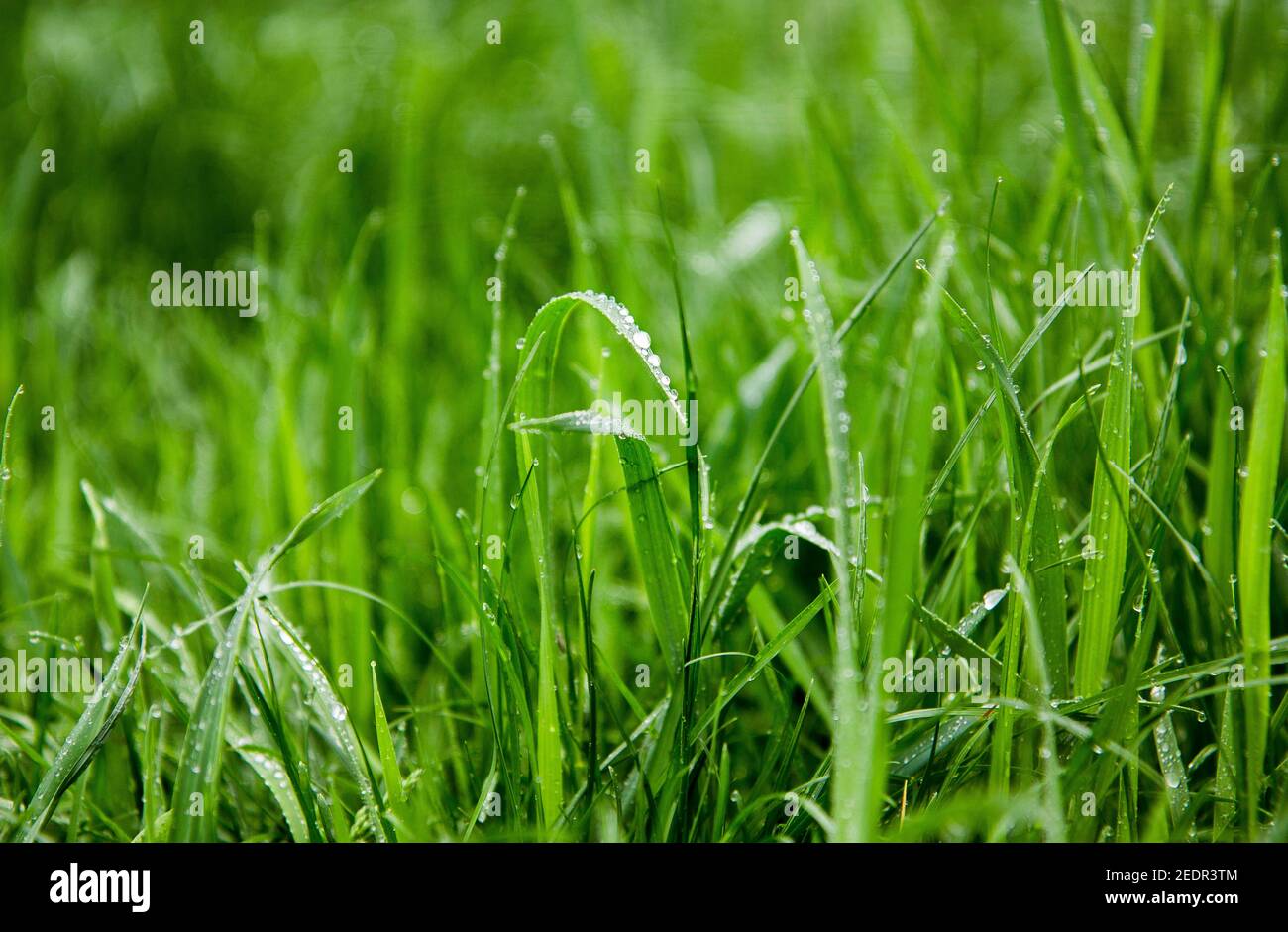 green grass and water drops after rain, background Stock Photo - Alamy
