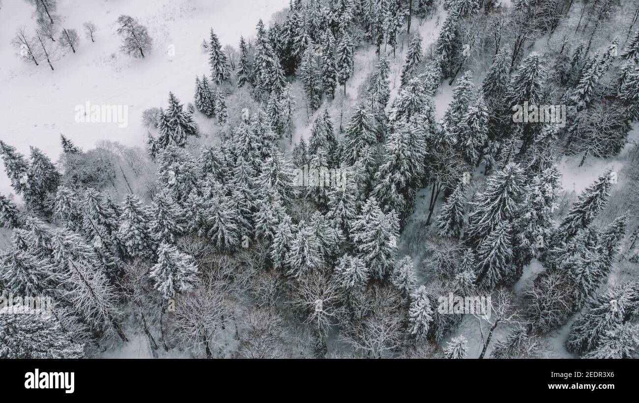 Snowed Forest Aerial Stock Photo - Alamy