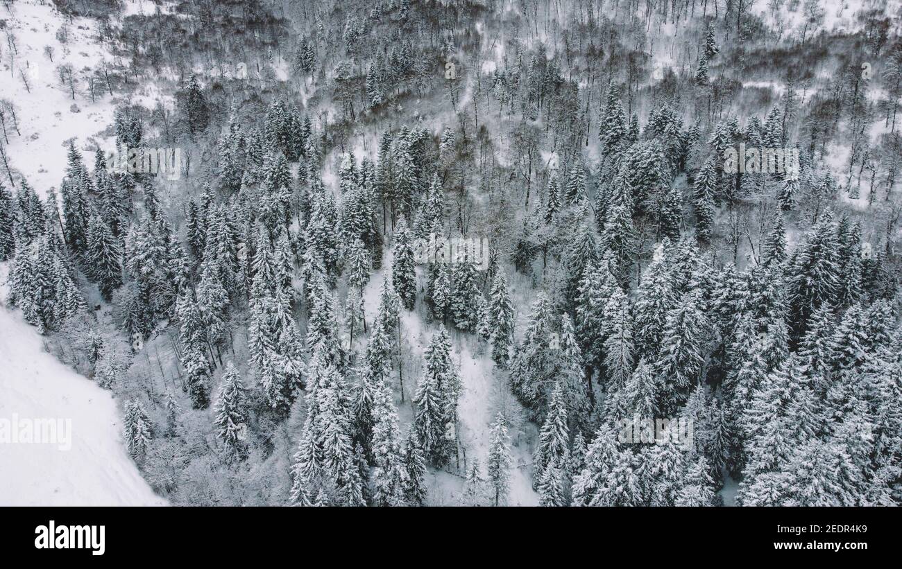 Aerial view snowed pine forest hi-res stock photography and images - Alamy