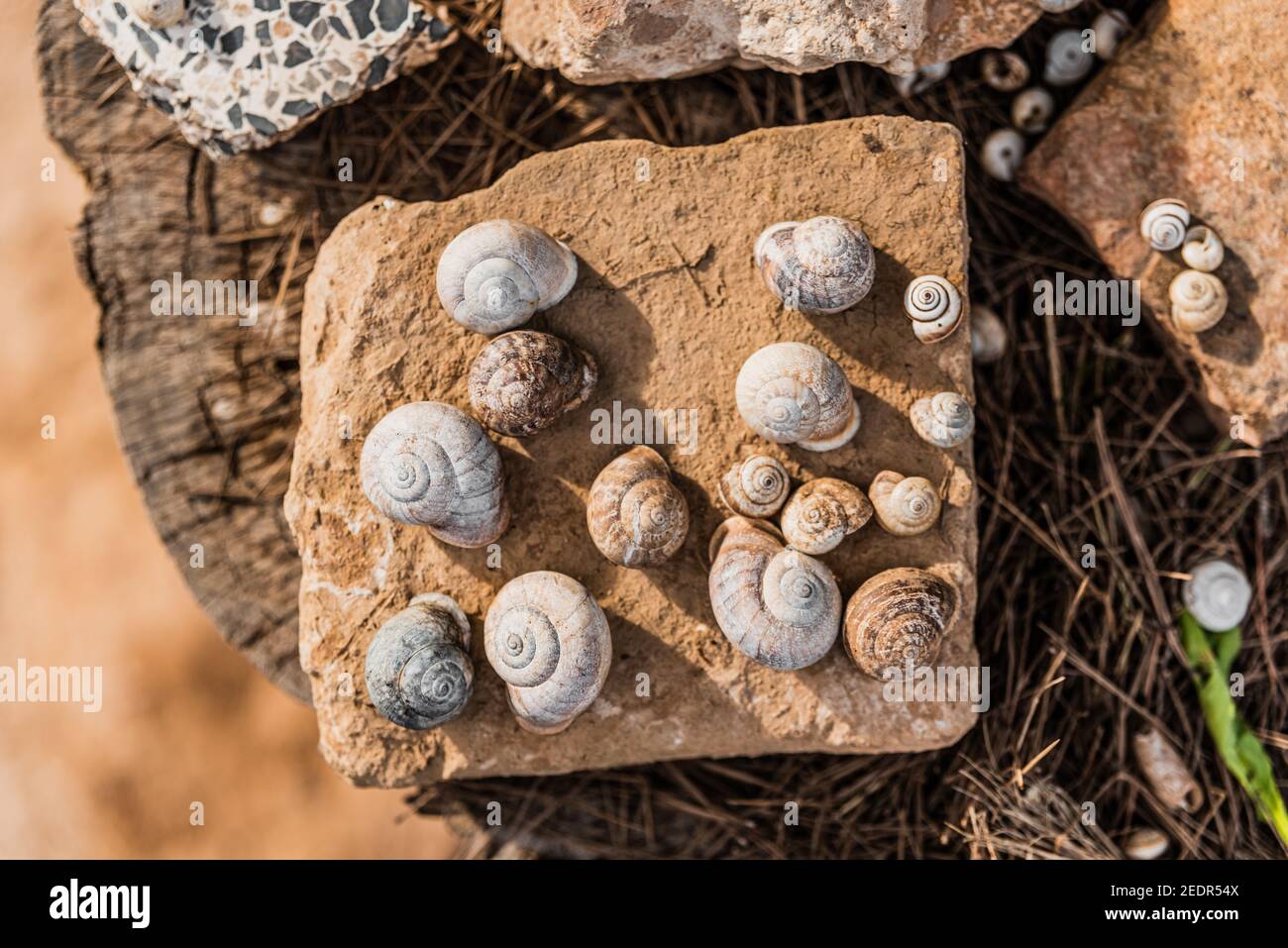 Shell of empty land snails collected to use as decoration on rocks and ...