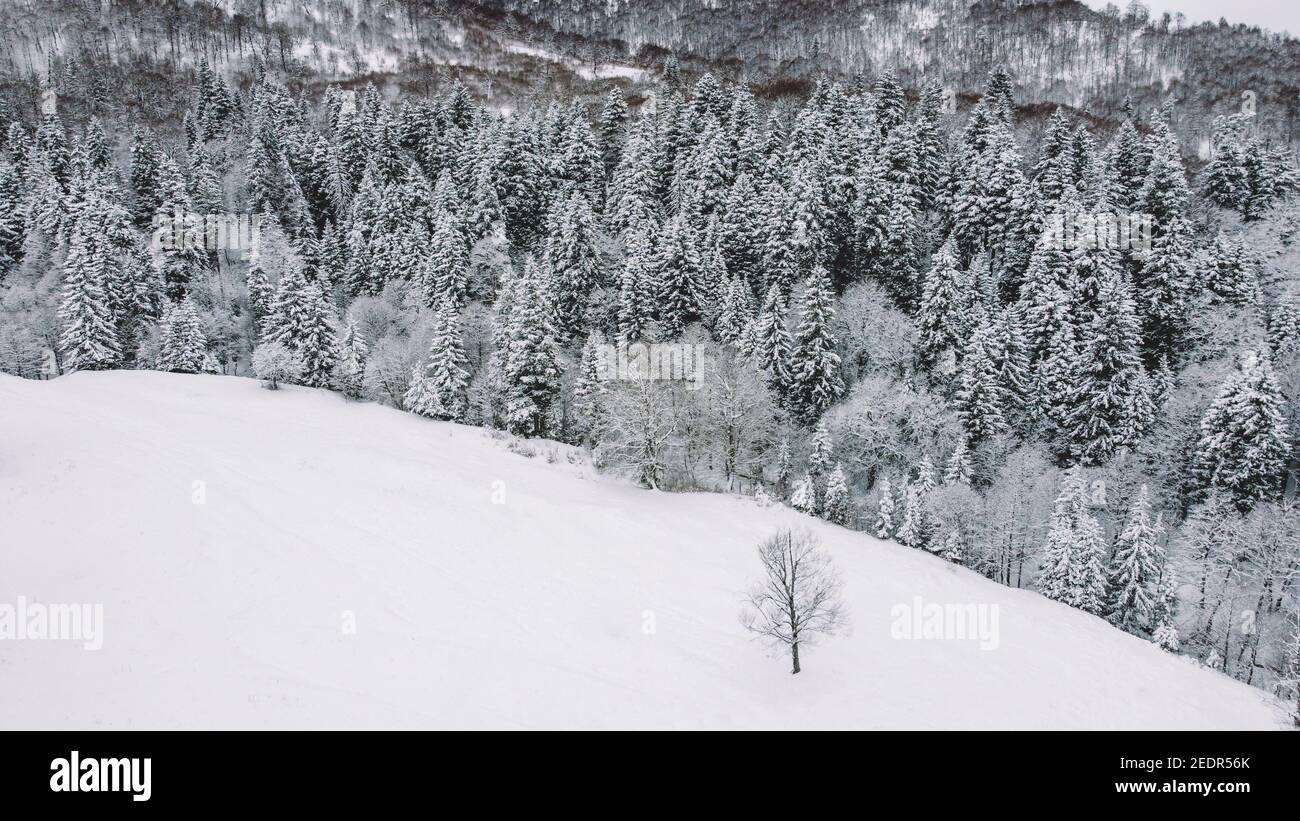 Aerial view snowed pine forest hi-res stock photography and images - Alamy