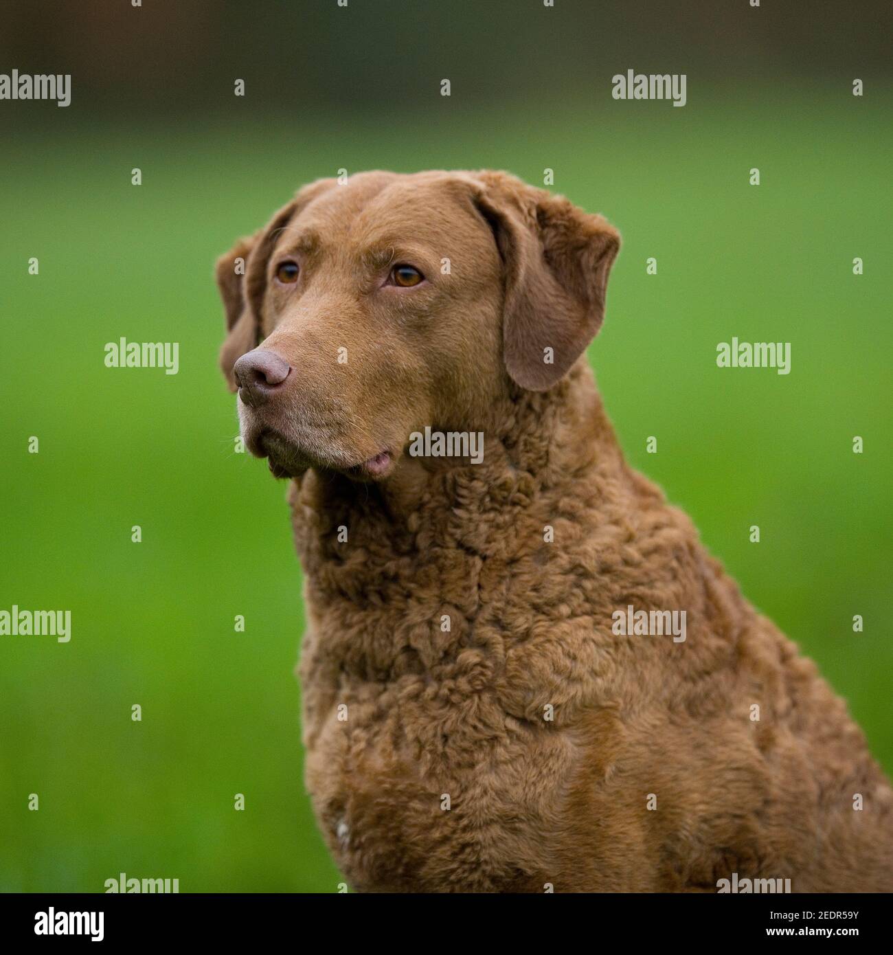 Chesapeake retriever hi-res stock photography and images - Alamy