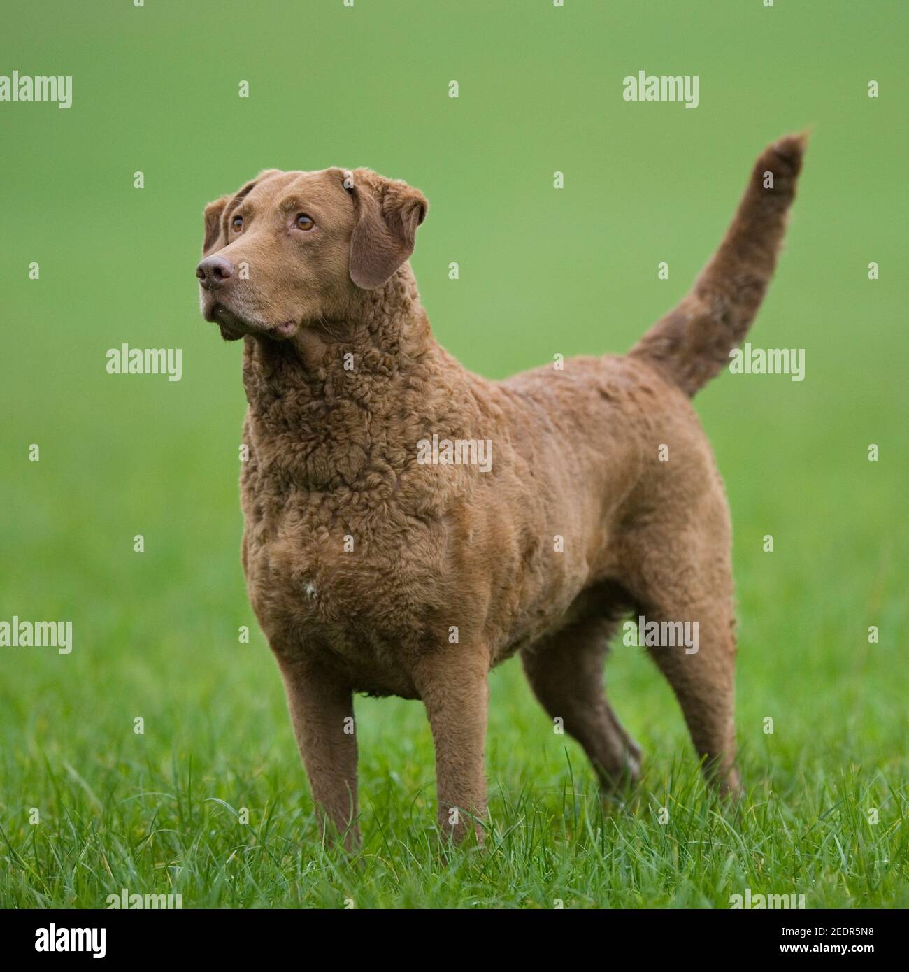 Chesapeake retrievers hi-res stock photography and images - Alamy