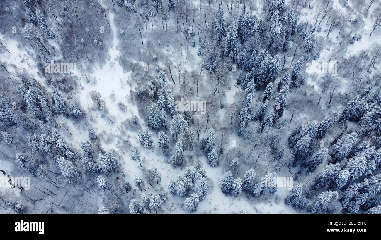 Aerial view snowed pine forest hi-res stock photography and images - Alamy