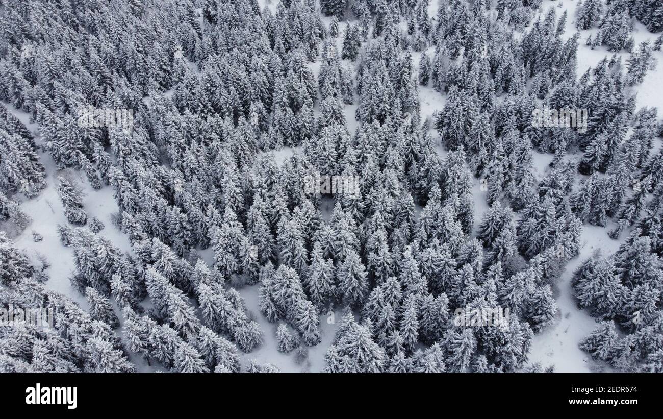 Aerial view snowed pine forest hi-res stock photography and images - Alamy