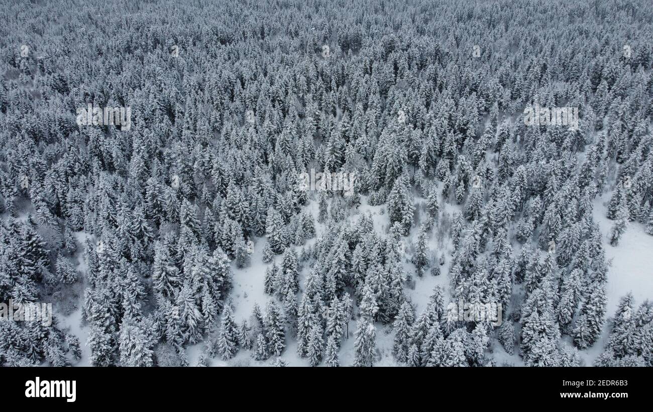 Aerial view snowed pine forest hi-res stock photography and images - Alamy