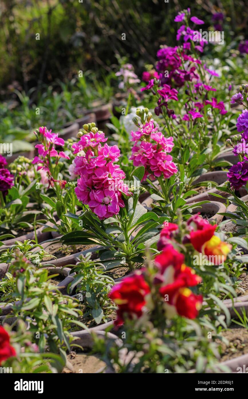 In a snapdragon flower hi-res stock photography and images - Alamy