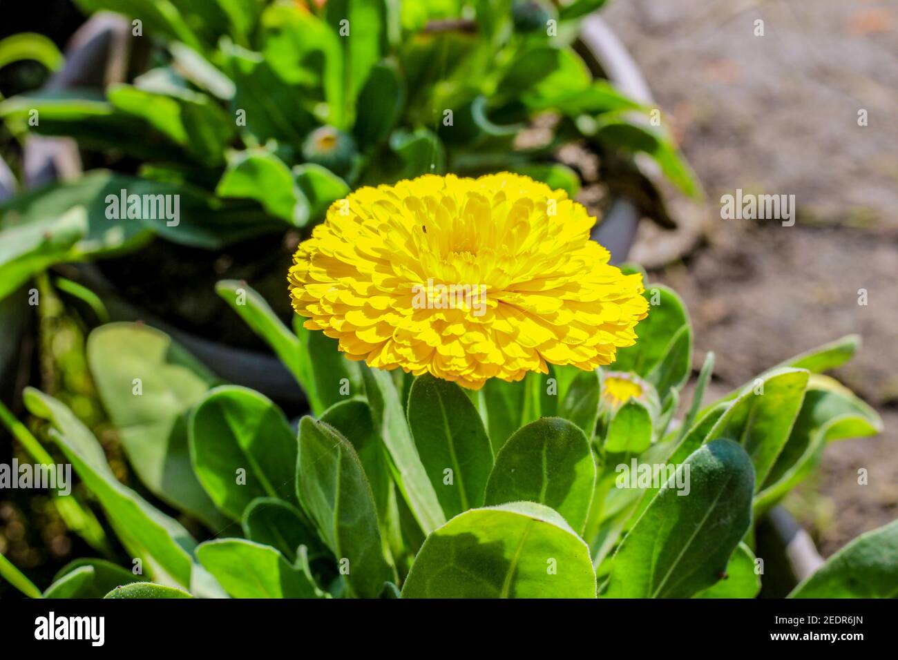 Pot marigold a species of Daisy, also known as Common marigold Stock ...