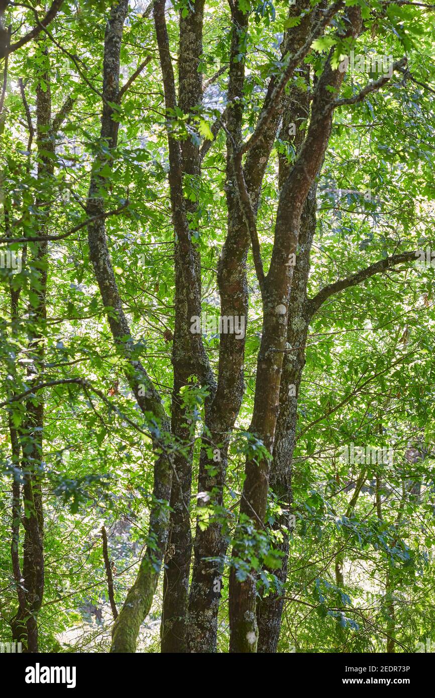 Green forest vertical landscape with trunks. Foliage background Stock ...