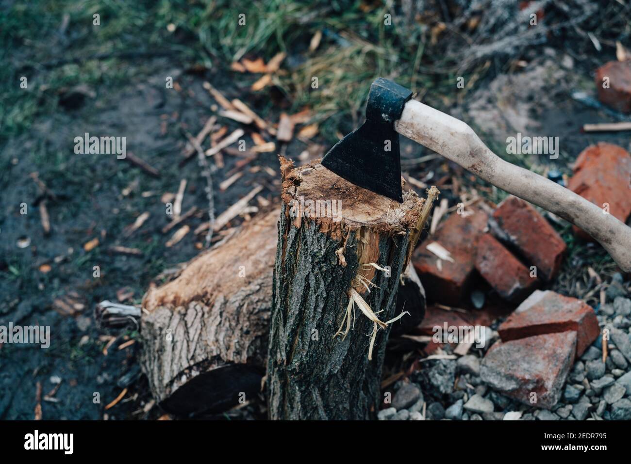 ax sticks out in the tree stump chopping firewood harvesting for the ...