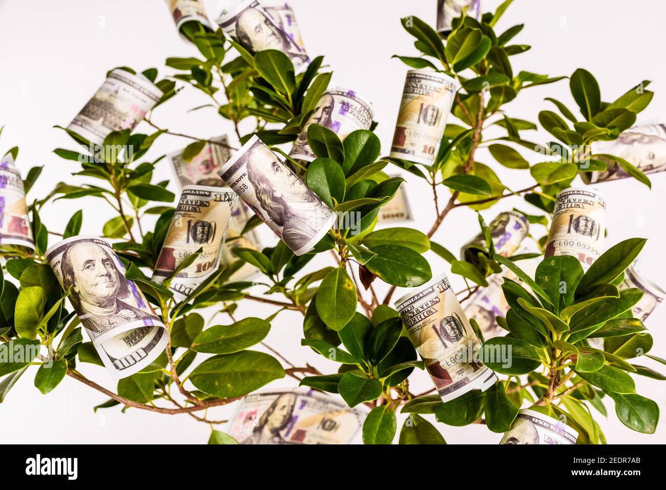 American dollar bills growing on the branches of a fortune tree Stock ...