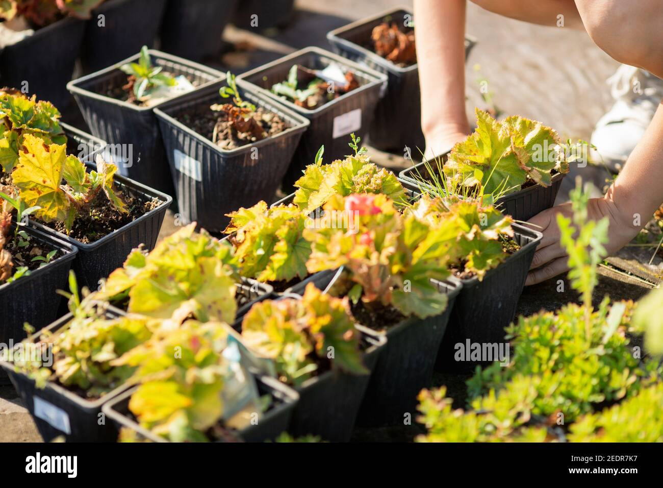 Woman gardener replanting plants in garden, business selling trees and ...