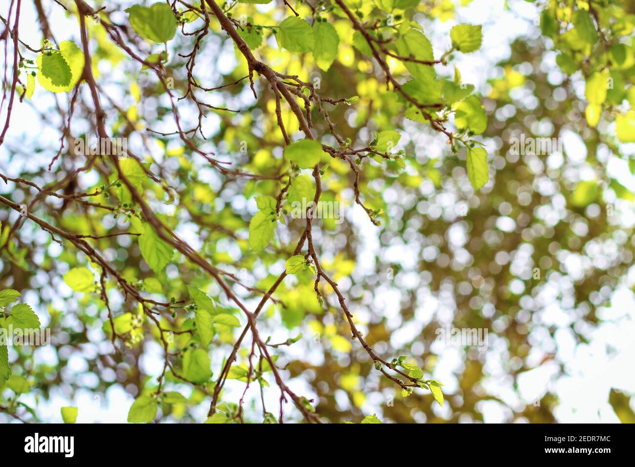Spring tree branches with fresh green leaves Stock Photo - Alamy