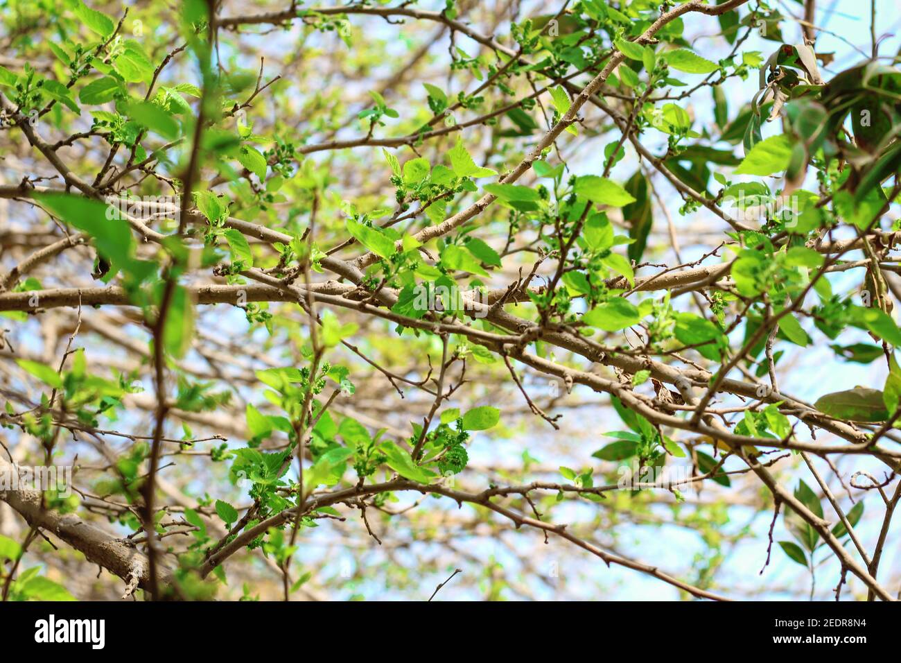 Spring tree branches hi-res stock photography and images - Alamy