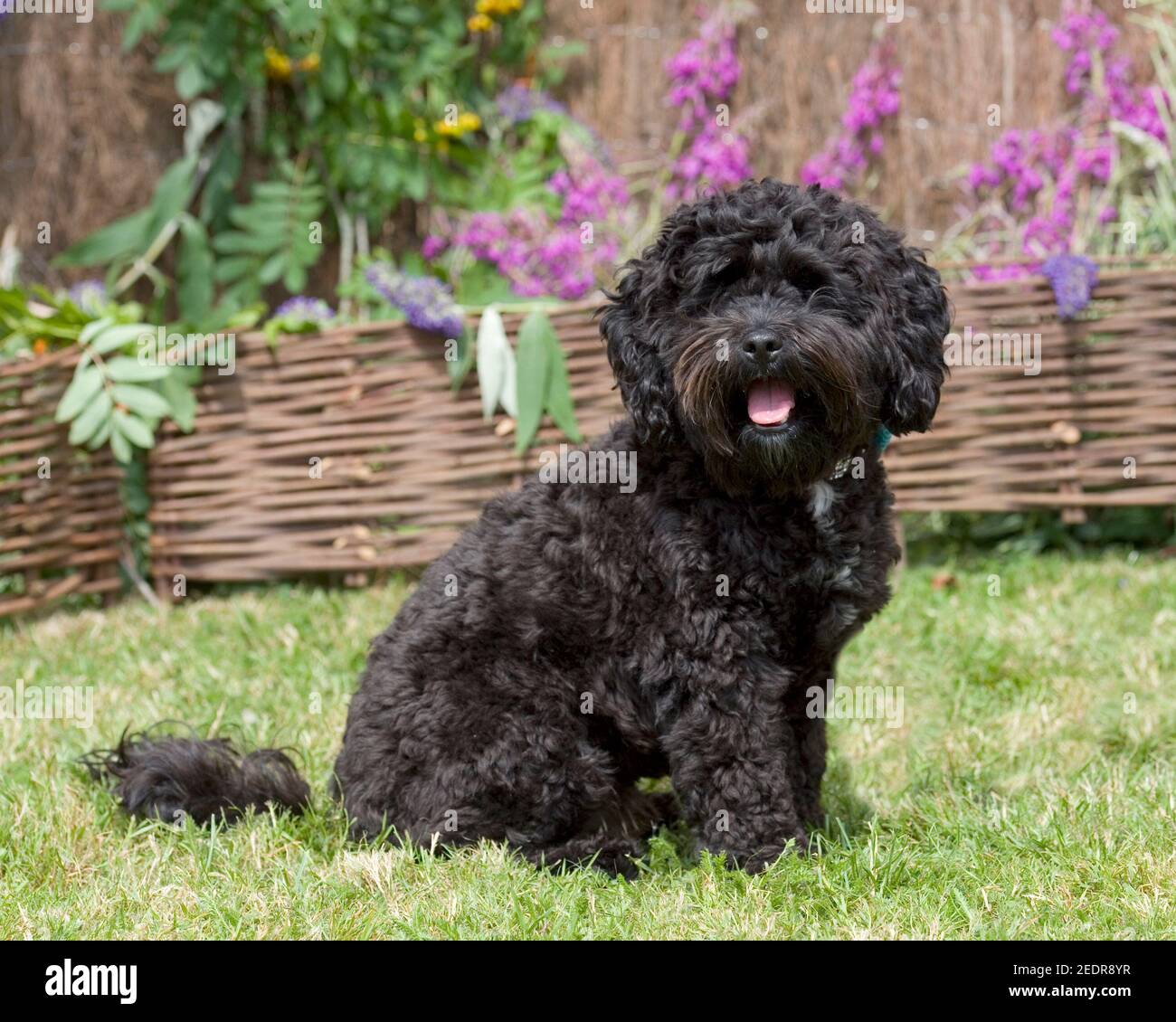 Cockapoo Side View High Resolution Stock Photography and Images - Alamy
