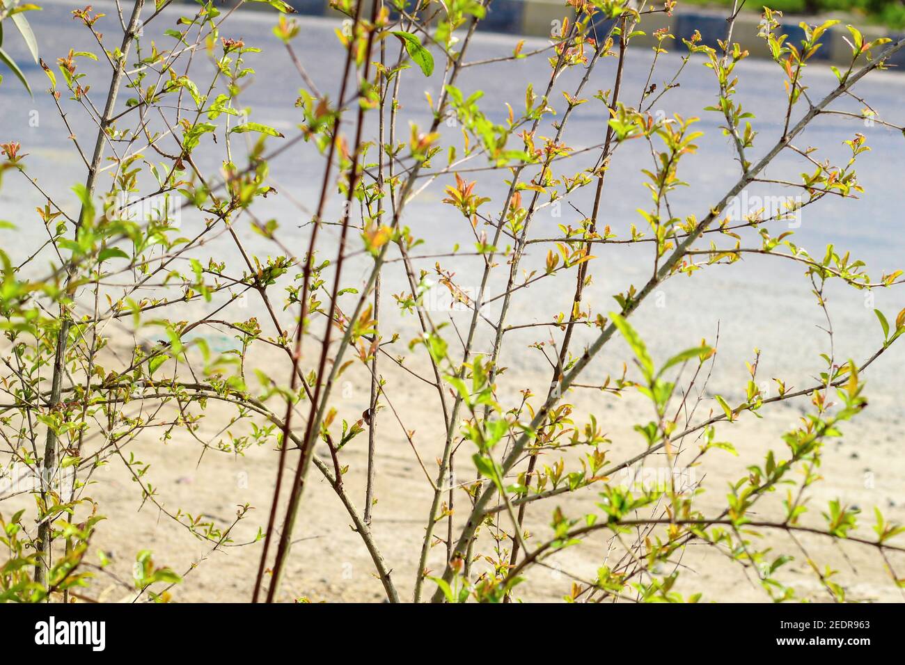 Spring tree branches with fresh green leaves Stock Photo - Alamy