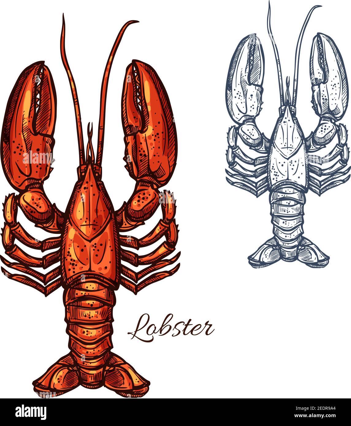 Lobster seafood animal sketch. Red lobster marine crustacean or ...