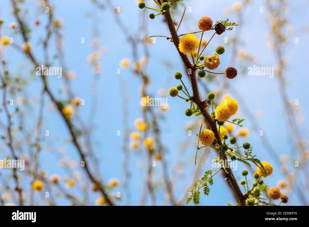 Yellow flowers of a Red Acacia tree (Acacia seyal), the tree is used ...