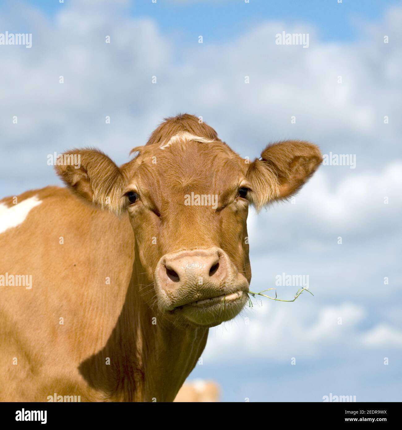 Guernsey cow hi-res stock photography and images - Alamy