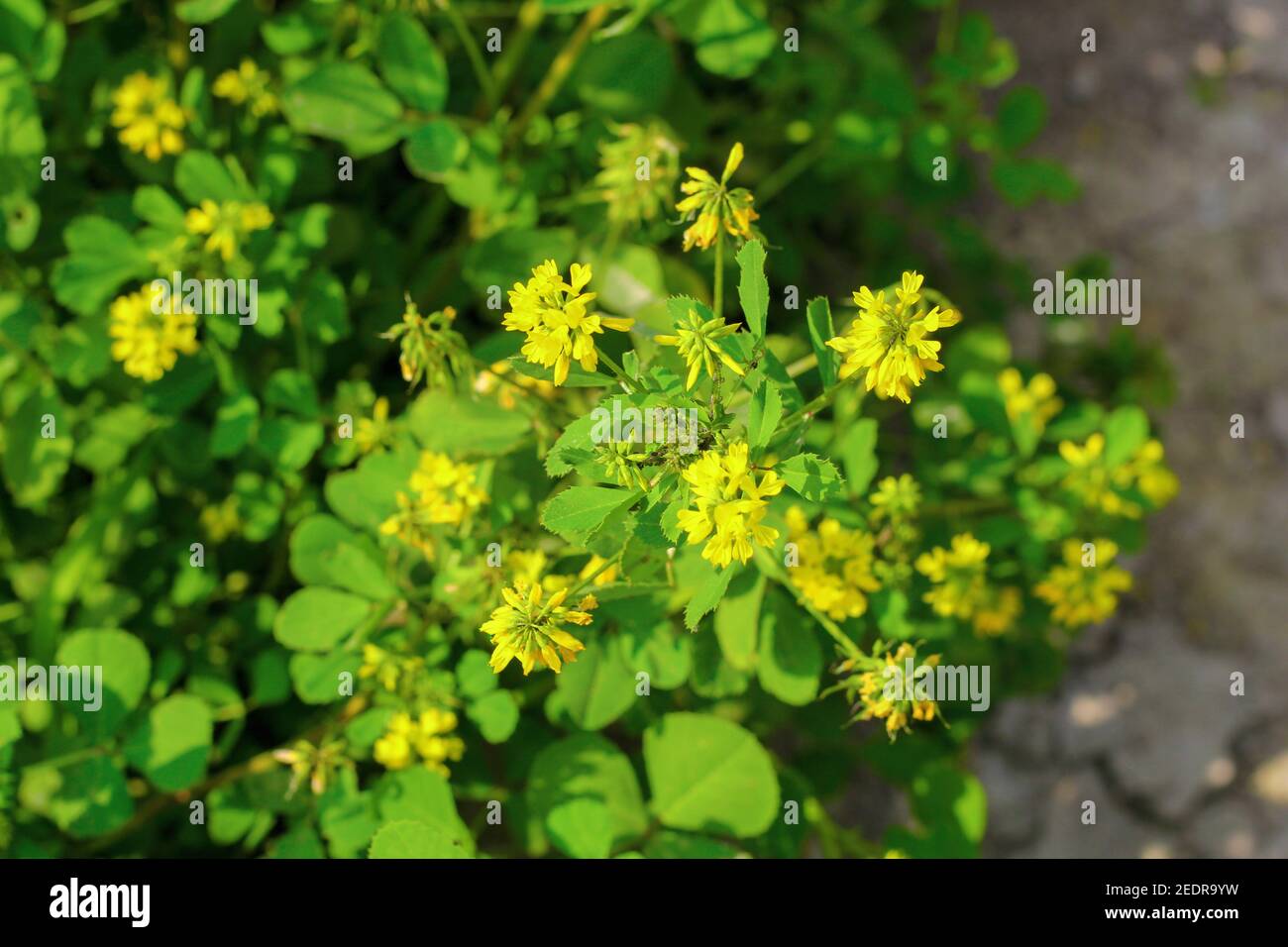 Yellow plant of Fenugreek plant in field. Green Fenugreek or Methi ...