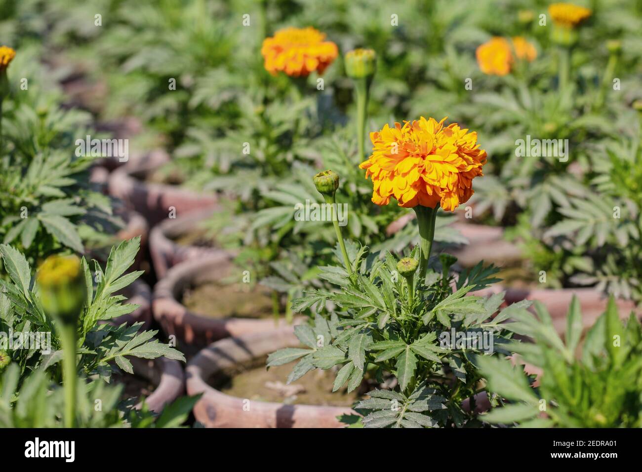 African marigold, Aztec marigold, Big marigold, yellow flower Stock ...