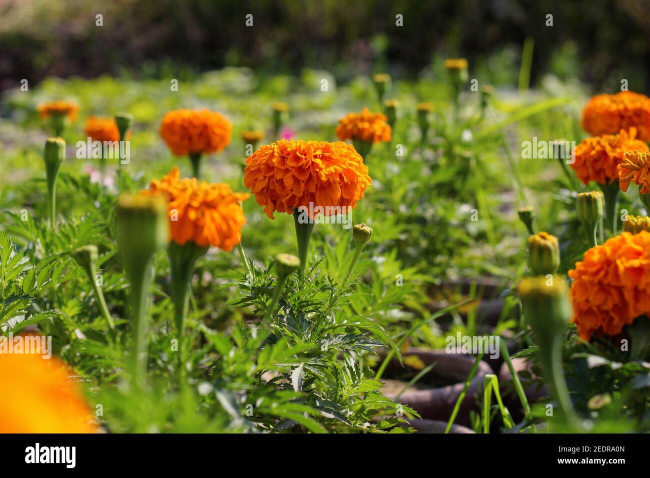 African marigold, Aztec marigold, Big marigold, yellow flower Stock ...