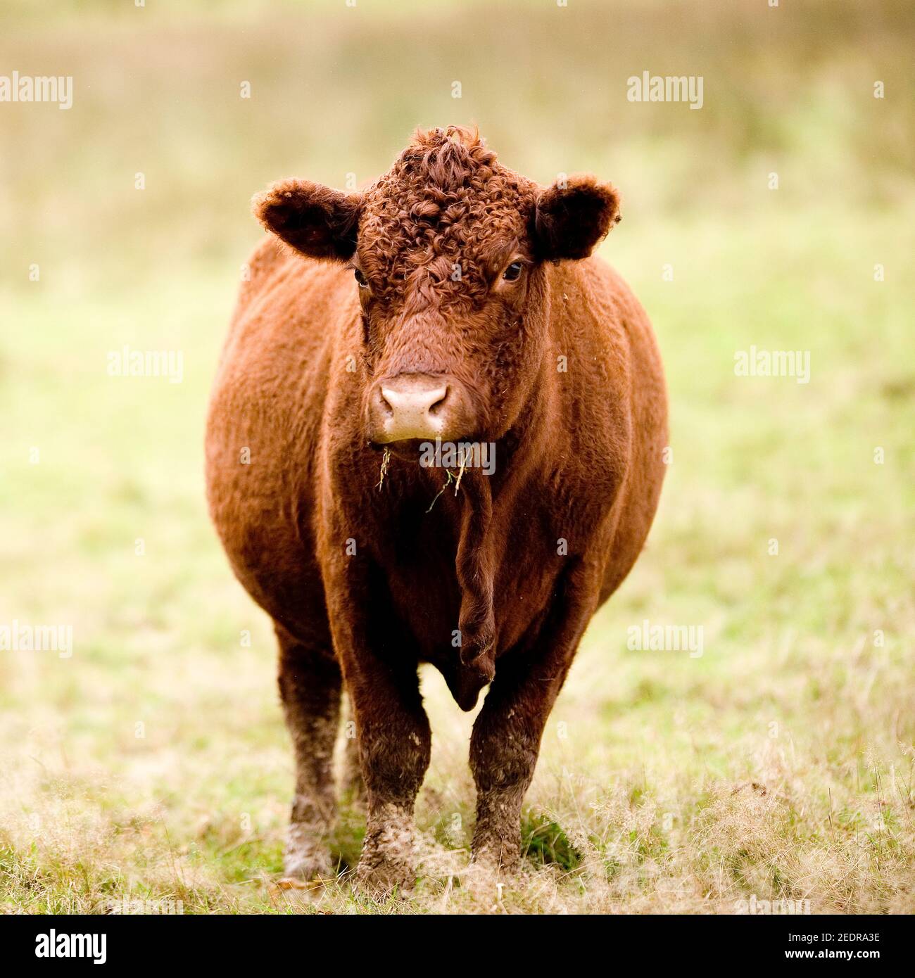 south devon Cow Stock Photo - Alamy