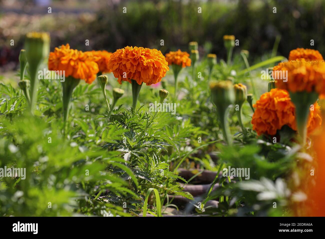 African marigold, Aztec marigold, Big marigold, yellow flower Stock ...