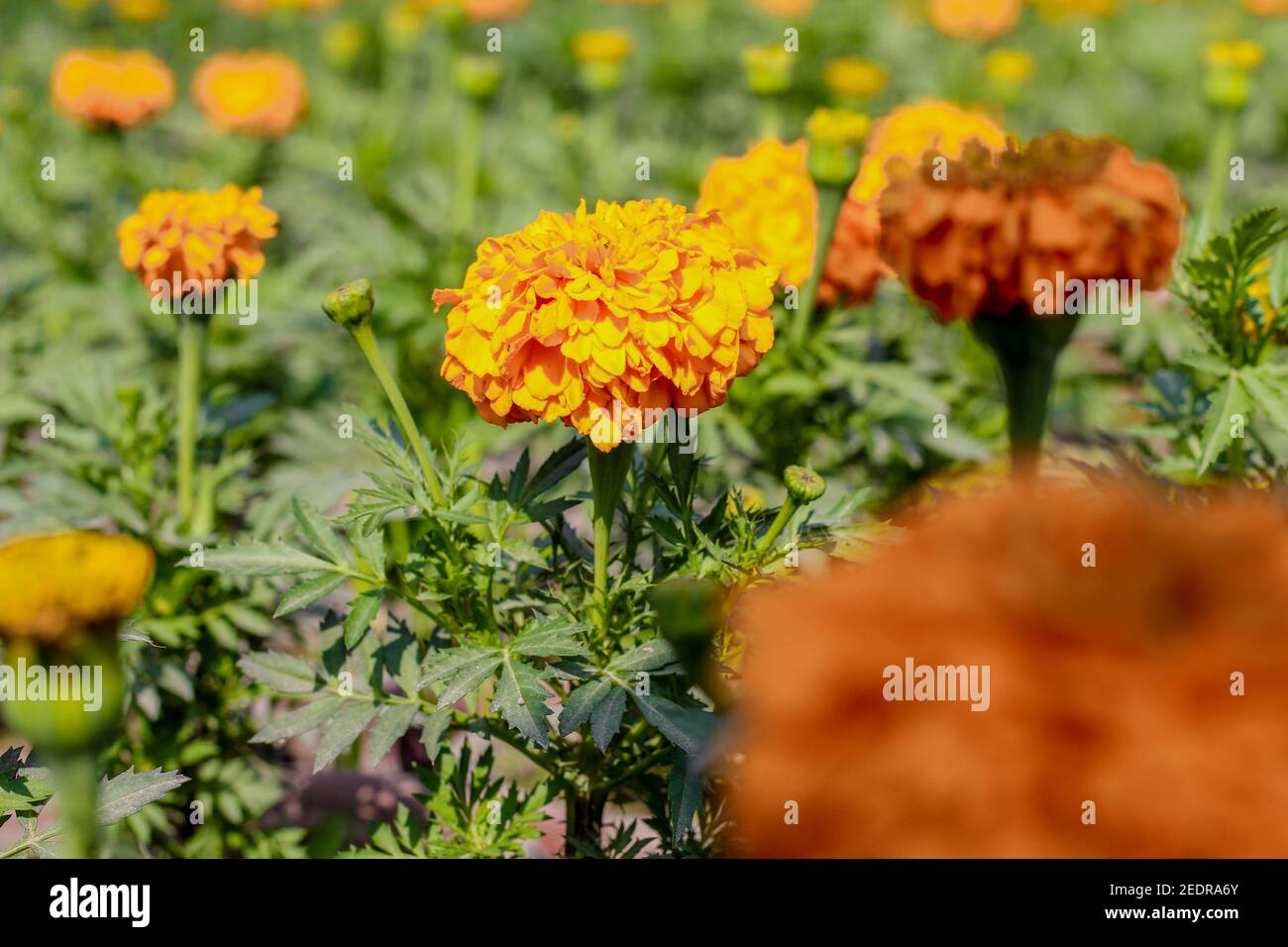 African marigold, Aztec marigold, Big marigold, yellow flower Stock ...