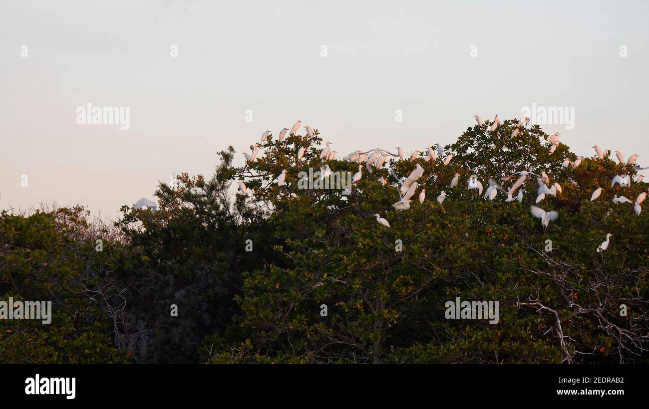 rookery, numerous white birds, sitting on branches, flying, motion ...