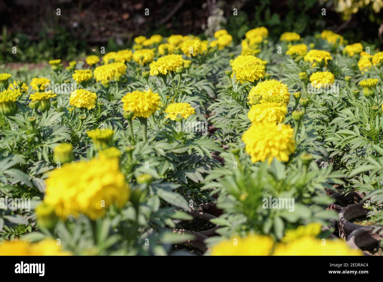 beautiful Marigold flower (Tagetes erecta, Mexican, Aztec or African ...