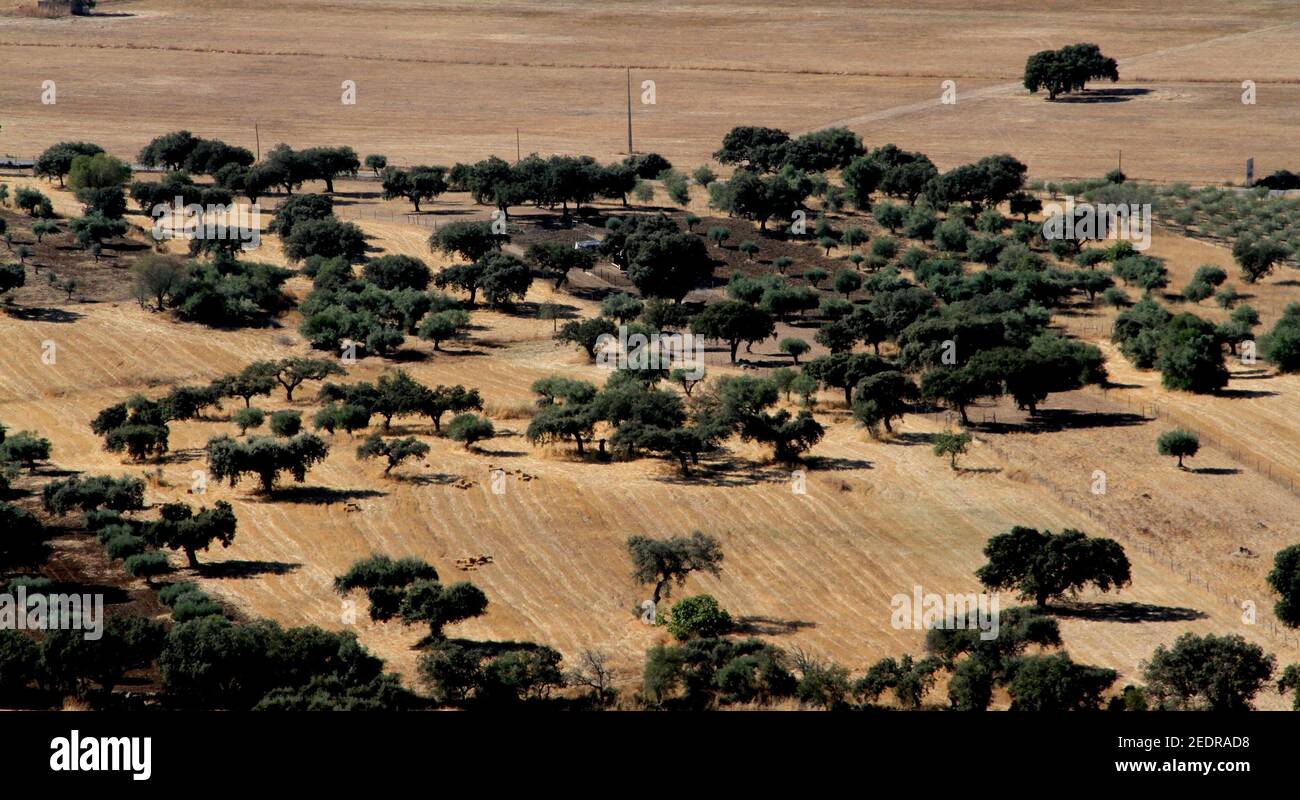 Aerial view of golden fields with trees on a sun Stock Photo - Alamy
