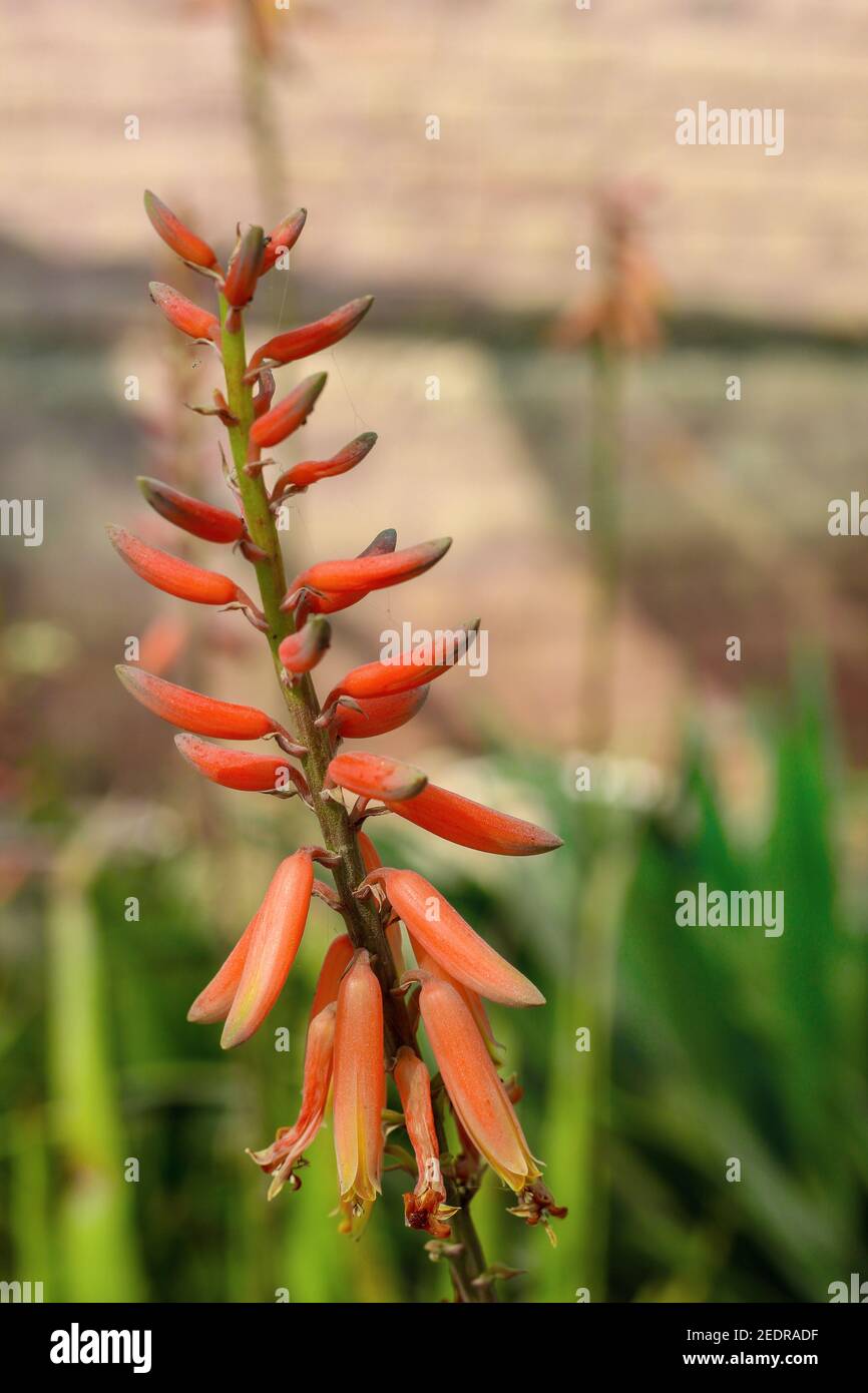 Beautiful Aloe Vera cactus plants and their bright orange blooms line ...