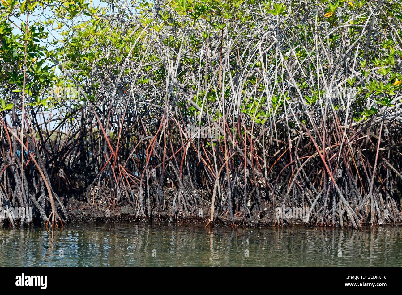 red mangrove trees, aboveground prop roots, water, Rhizophora mangle ...