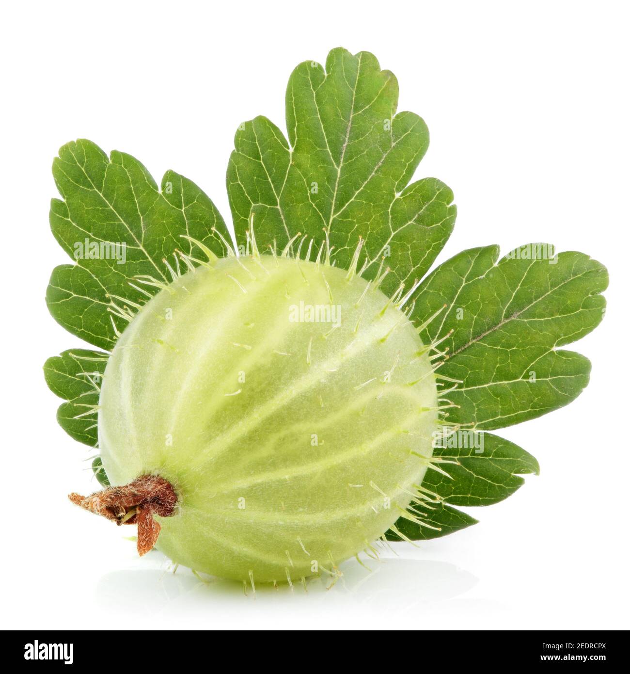 Gooseberry eat hi-res stock photography and images - Alamy