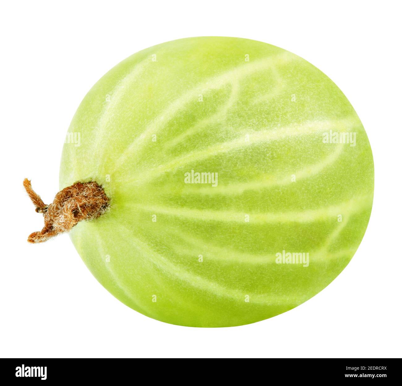 Closeup of one green gooseberry berry isolated on white background ...