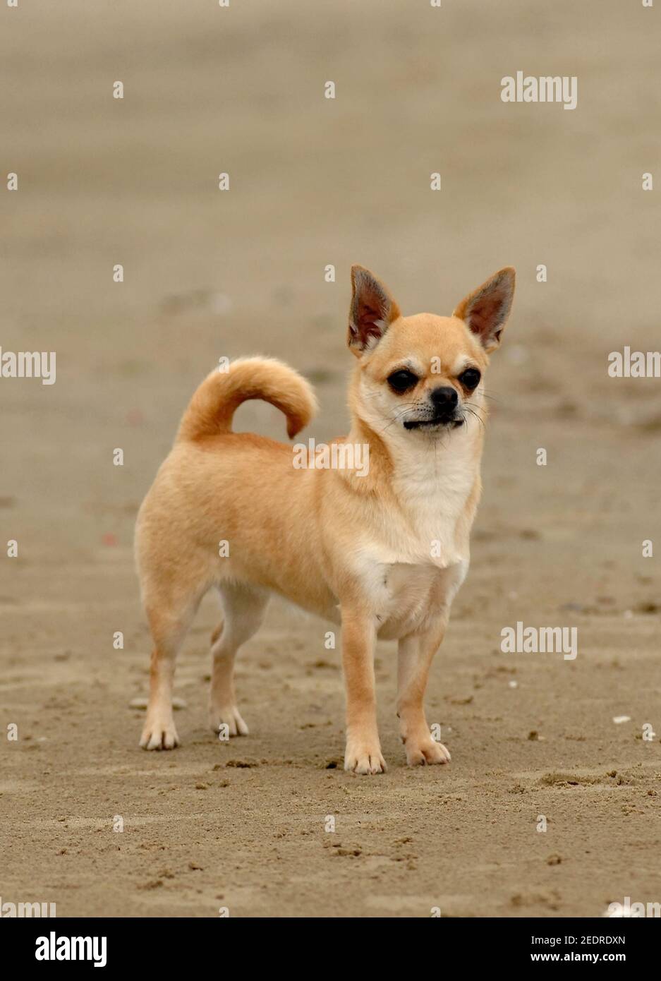Closeup vertical portrait of a cute lovely chihuahua dog outdoors on ...