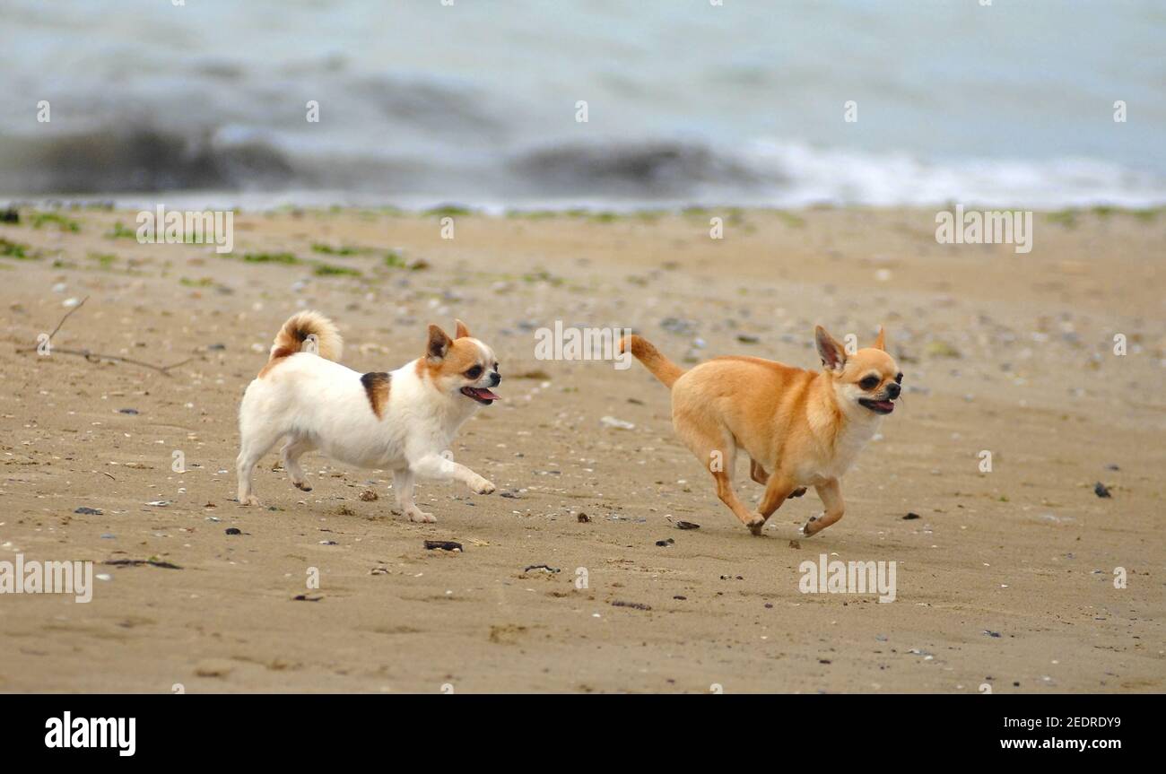 Portrait of two cute lovely chihuahua dogs running fast outdoors on the ...