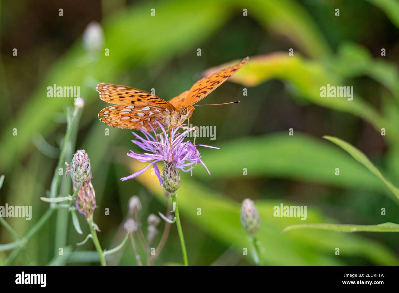butterfly on wildflower at local nature preserve Stock Photo - Alamy