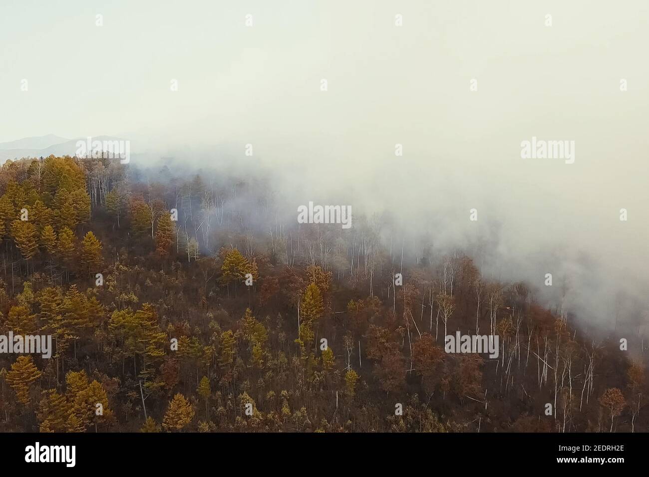 Taiga forest fires hi-res stock photography and images - Alamy
