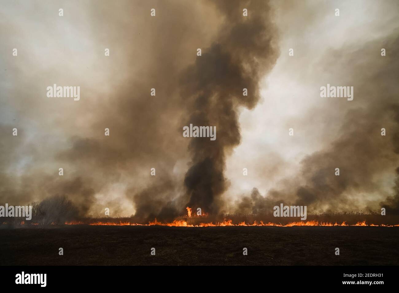 Taiga forest fires hi-res stock photography and images - Alamy