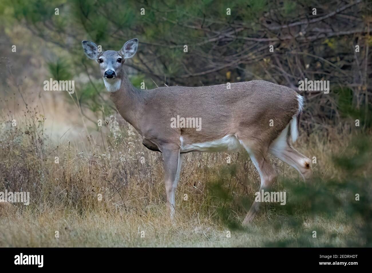 Yearling whitetail hi-res stock photography and images - Alamy