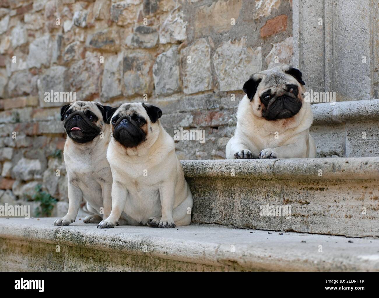 Group of three nice adorable pug dogs with beautiful large eyes sitting ...