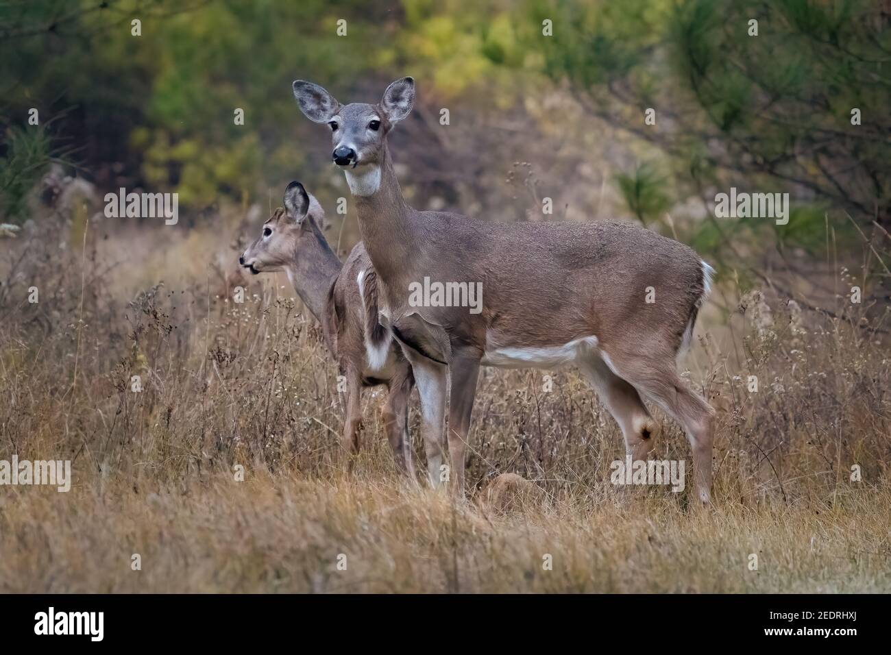 White baiting hi-res stock photography and images - Alamy