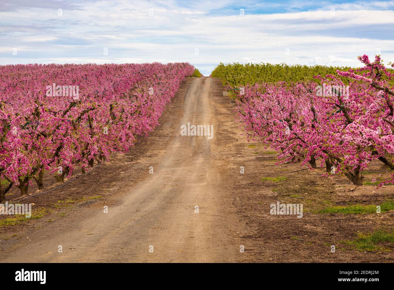 View of pink seas that produce spring blossomed peach trees in Aitona ...