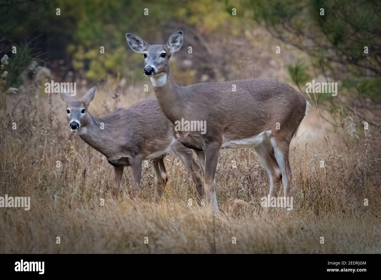 White baiting hi-res stock photography and images - Alamy