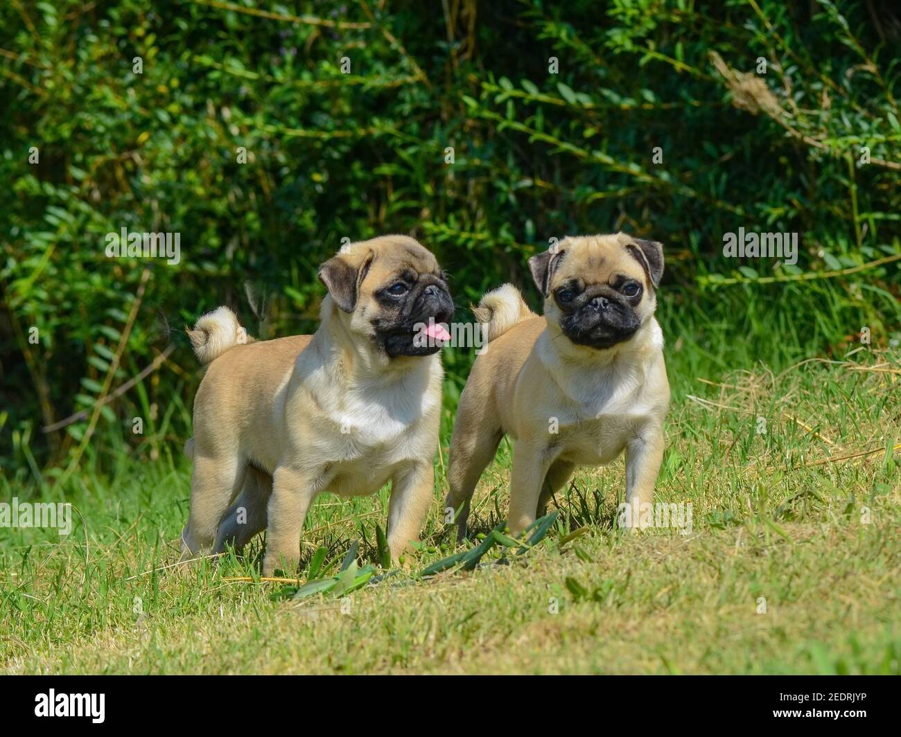 Two nice adorable pug dogs with a wrinkly face standing outdoors on a ...