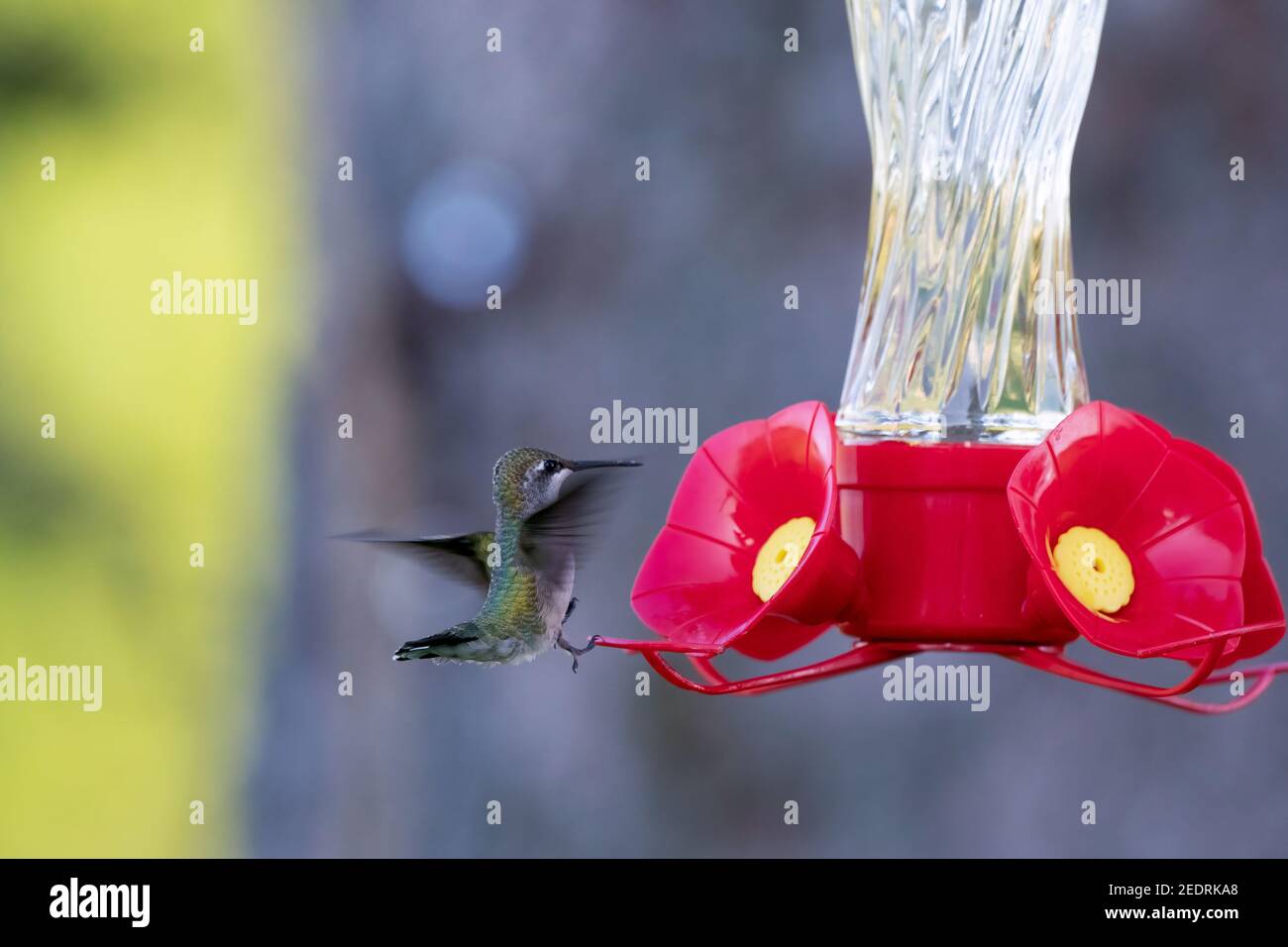 Hummingbird landing at feeder Stock Photo - Alamy