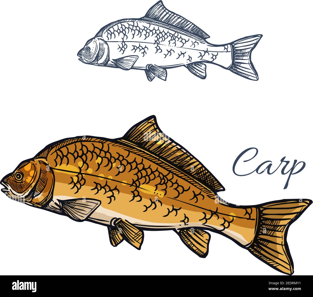 Carp fish isolated sketch. Mirror carp freshwater fish with large scale ...