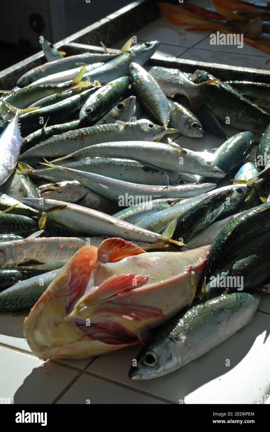 Fresh fish caught in Rio de Janeiro, fishmongers in Copacabana Stock ...